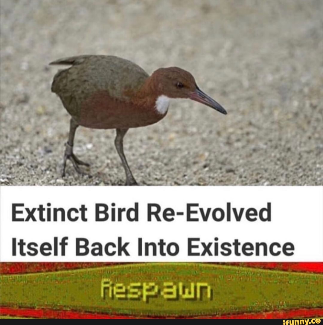 Extinct Bird Re-Evolved Itself Back Into Existence - iFunny