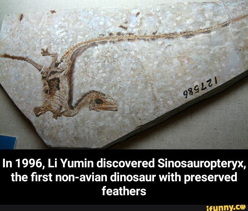 In 1996, Li Yumin discovered Sinosauropteryx, the first non-avian ...