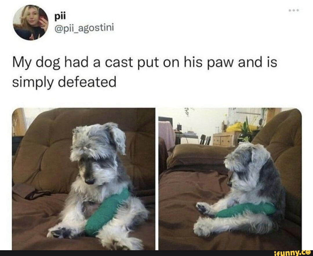 My dog had a cast put on his paw and is simply defeated - iFunny
