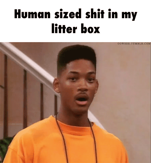 Human sized shit in my litter box - iFunny
