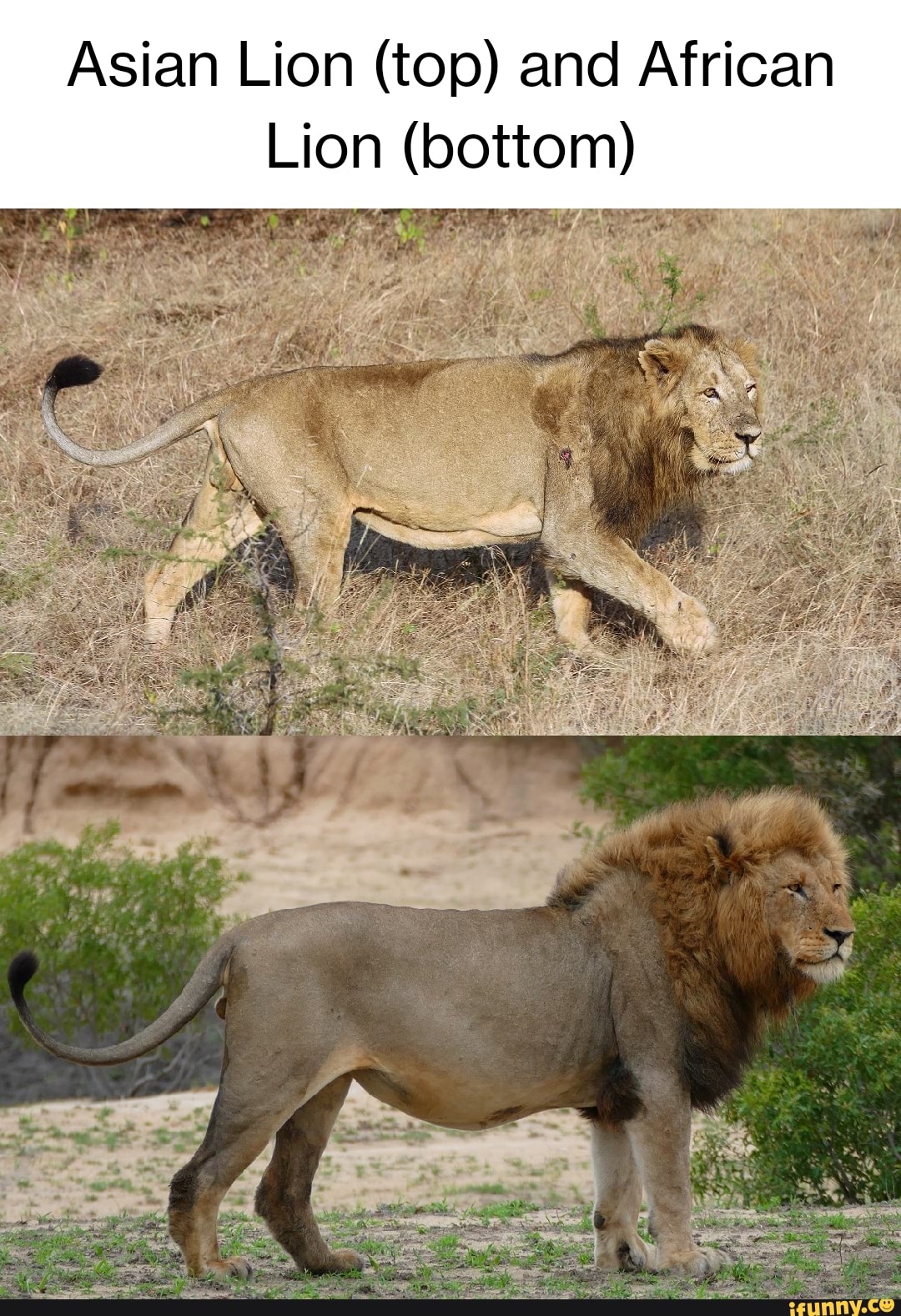 Asian Lion (top) and African Lion (bottom) - iFunny