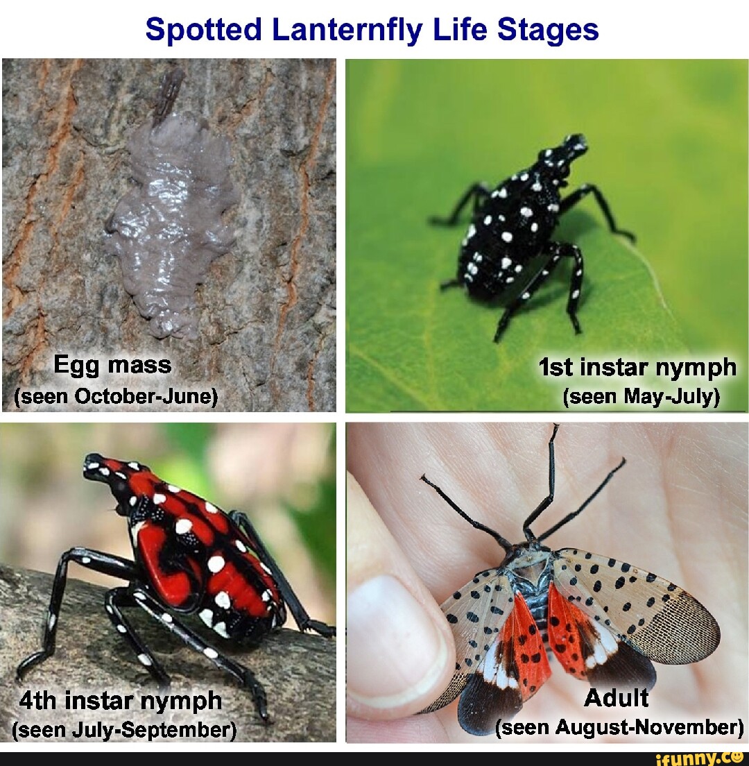 Lanternfly memes. Best Collection of funny Lanternfly pictures on iFunny
