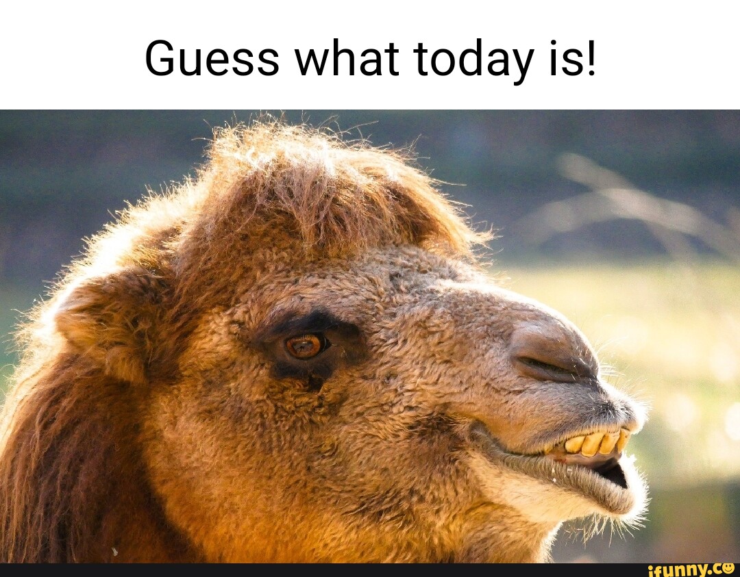 Guess What Day It Is Meme