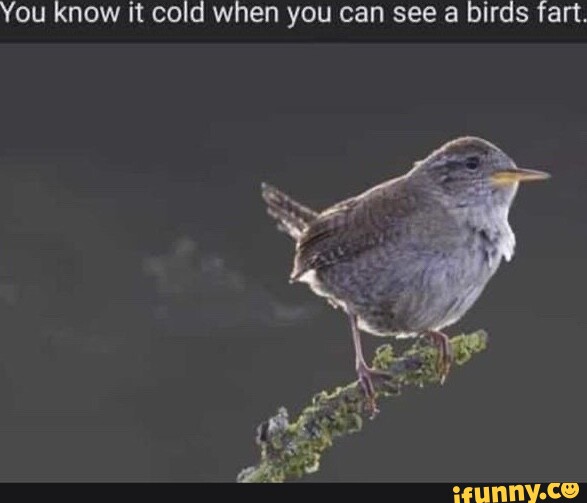 You know it cola when you can see a birds fart. - )