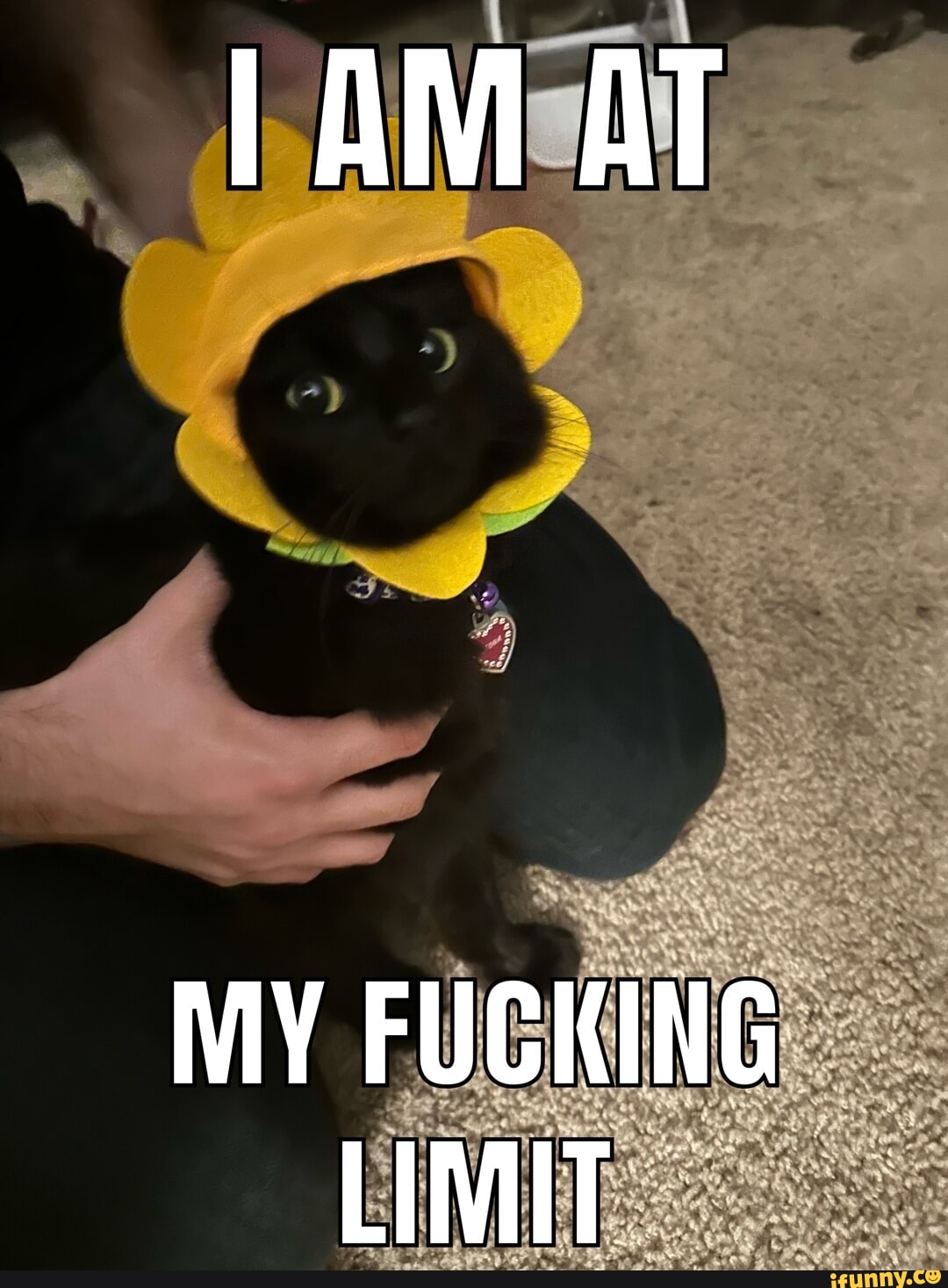 I AM AT MY FUCKING LIMIT - iFunny