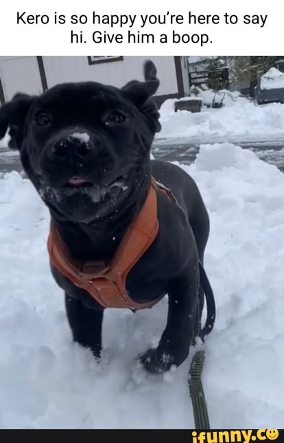 Kero is so happy you're here to say hi. Give him a boop. - iFunny