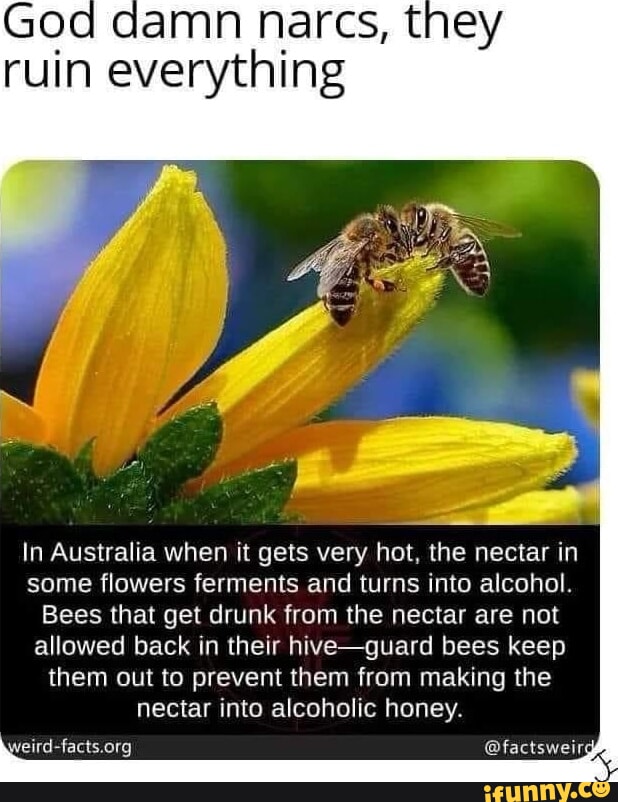 Ferments memes. Best Collection of funny Ferments pictures on iFunny