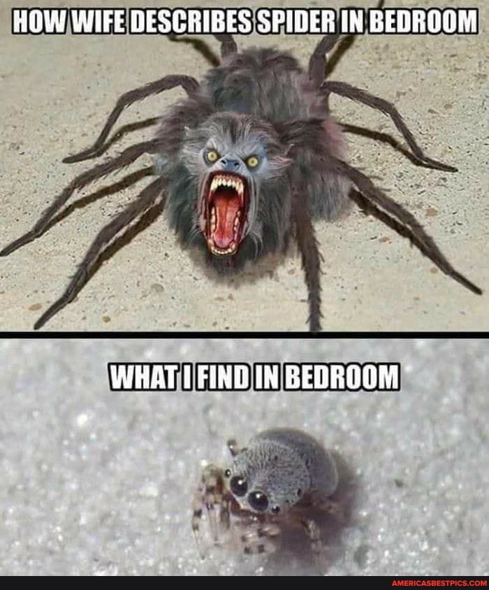 HOW WHFE DESCRIBES SPIDER IN BEDROOM WHAT FIND IN BEDROOM - America’s ...