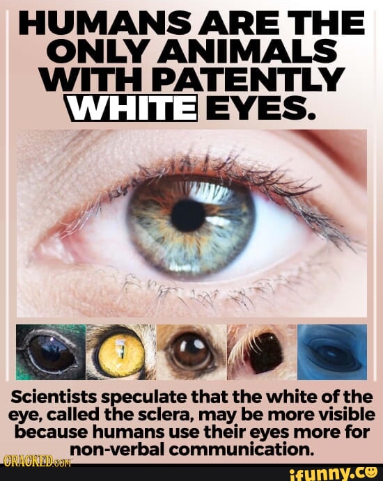 HUMANS ARE THE ONLY ANIMALS WITH PATENTLY WHITE! EYES. iC) & Scientists ...