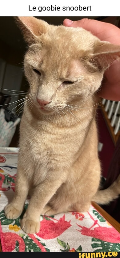 Goobie memes. Best Collection of funny Goobie pictures on iFunny