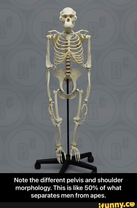 Note the different pelvis and shoulder morphology. This is like 50% of ...
