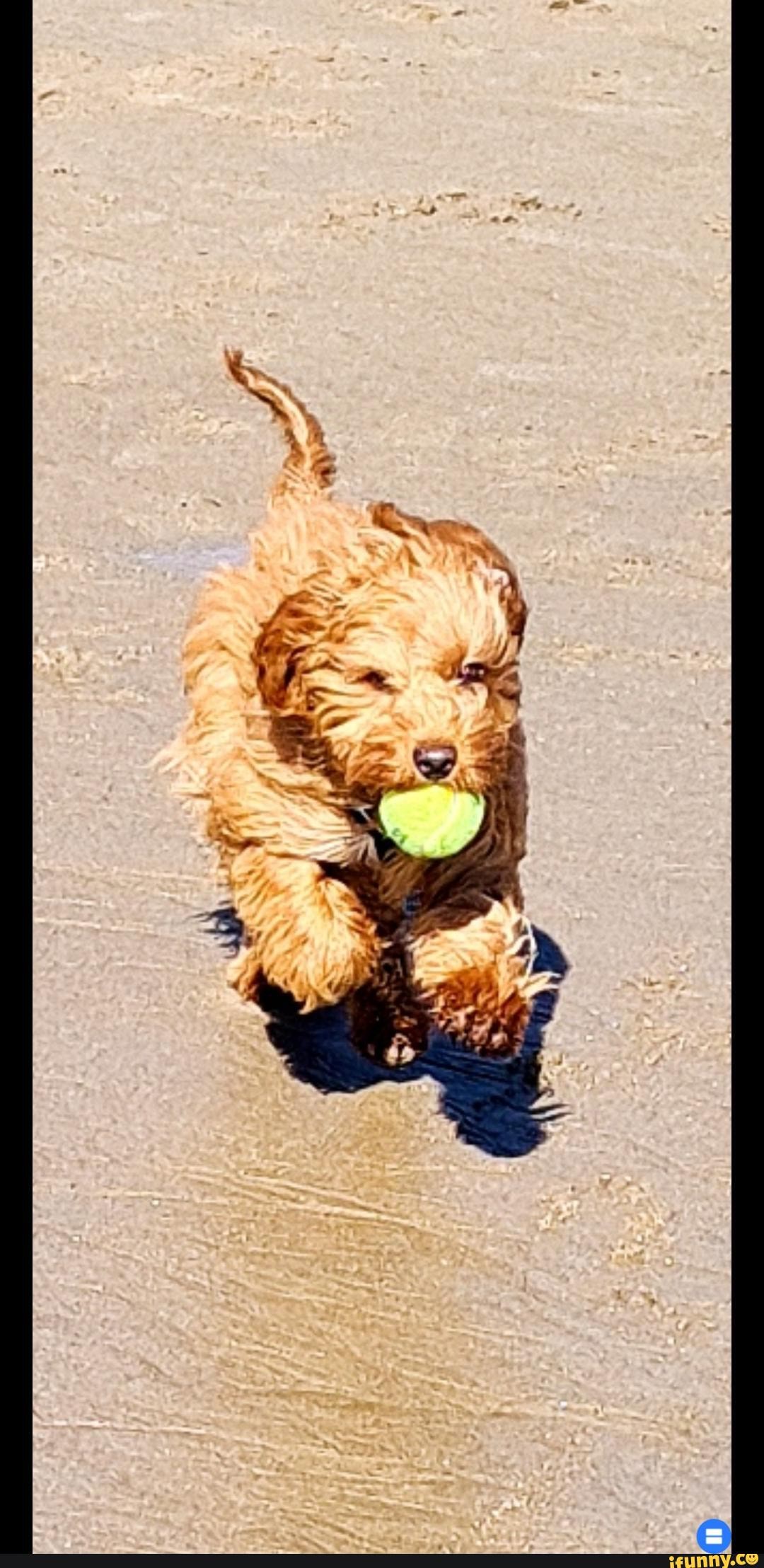 Cavapoo memes. Best Collection of funny Cavapoo pictures on iFunny