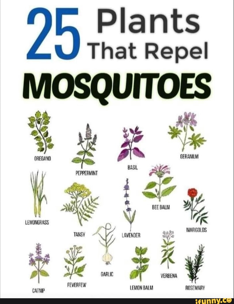 25 Plants That Repel MOSQUITOES oREGANO RANI BASIL j PEPPERMINT Tasy ...