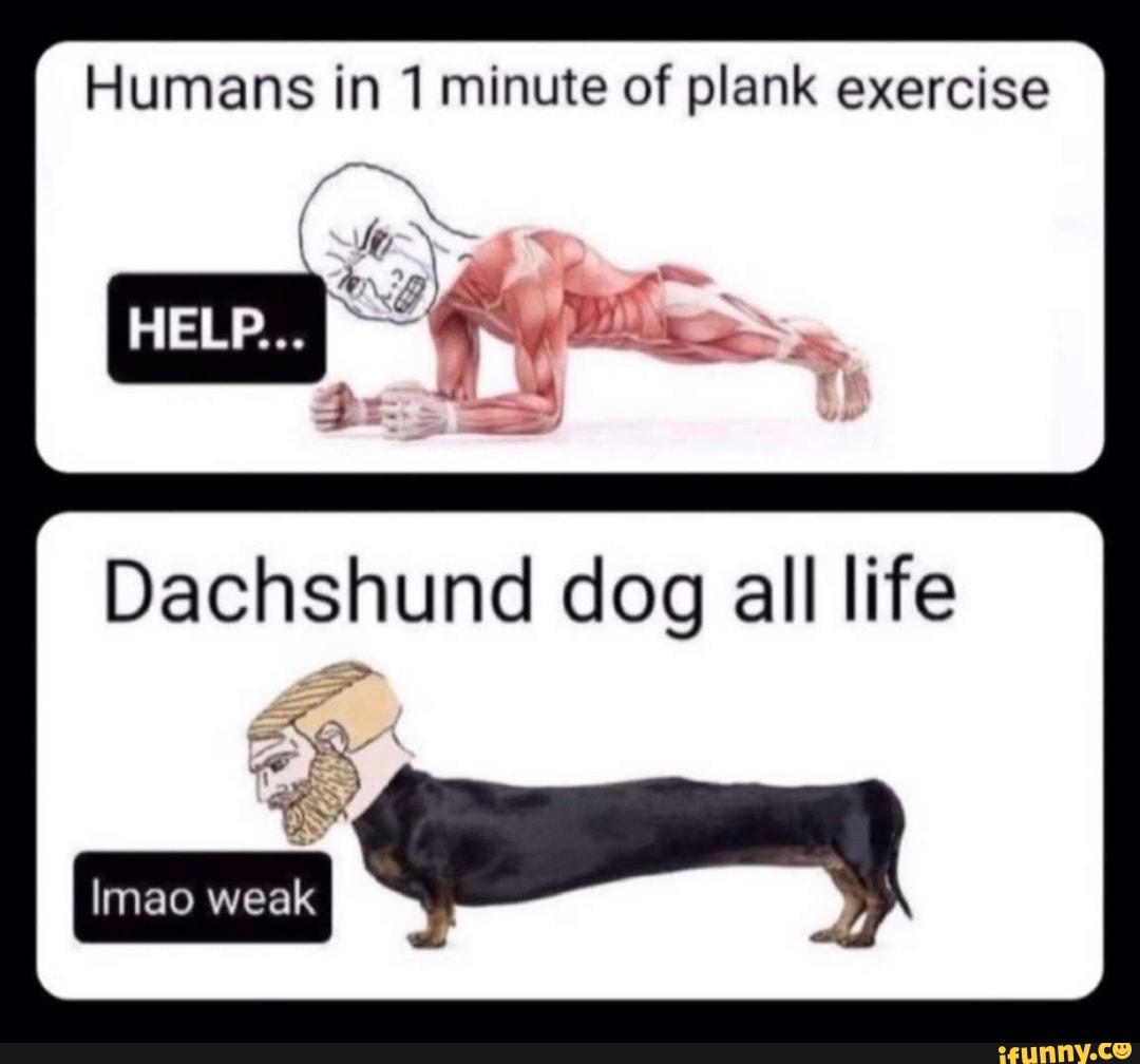 Humans in 1 minute of plank exercise Dachshund dog all life Imao weak ...