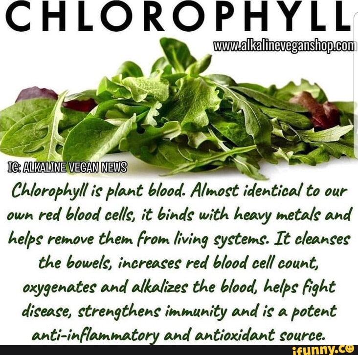 Chlorophyll memes. Best Collection of funny Chlorophyll pictures on iFunny