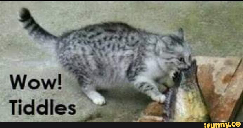 Tiddles memes. Best Collection of funny Tiddles pictures on iFunny