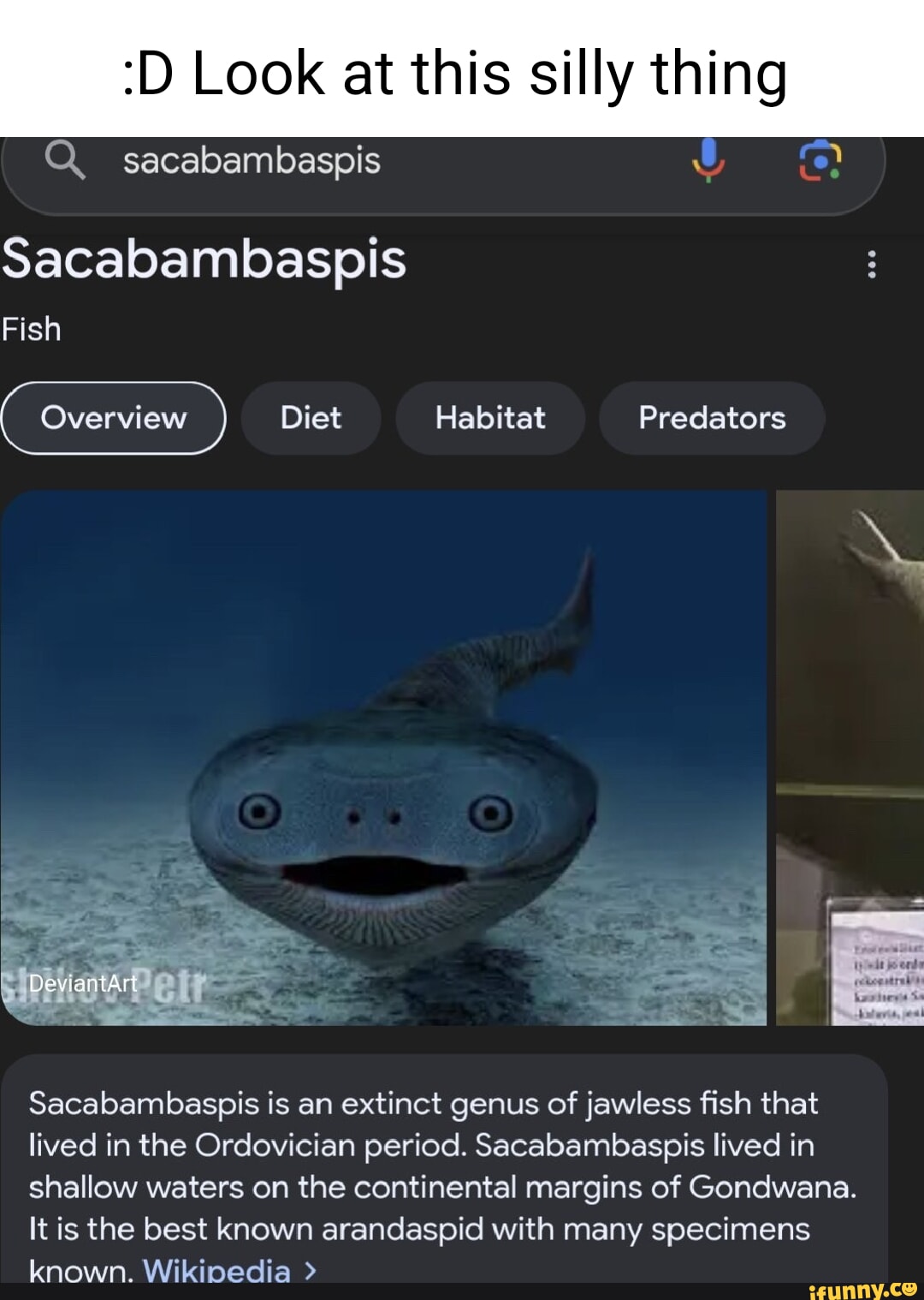 Look at this silly thing sacabambaspis Sacabambaspis Fish Diet Habitat ...