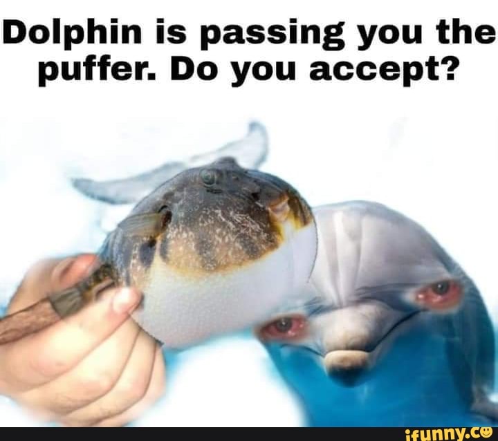Puffer memes. Best Collection of funny Puffer pictures on iFunny