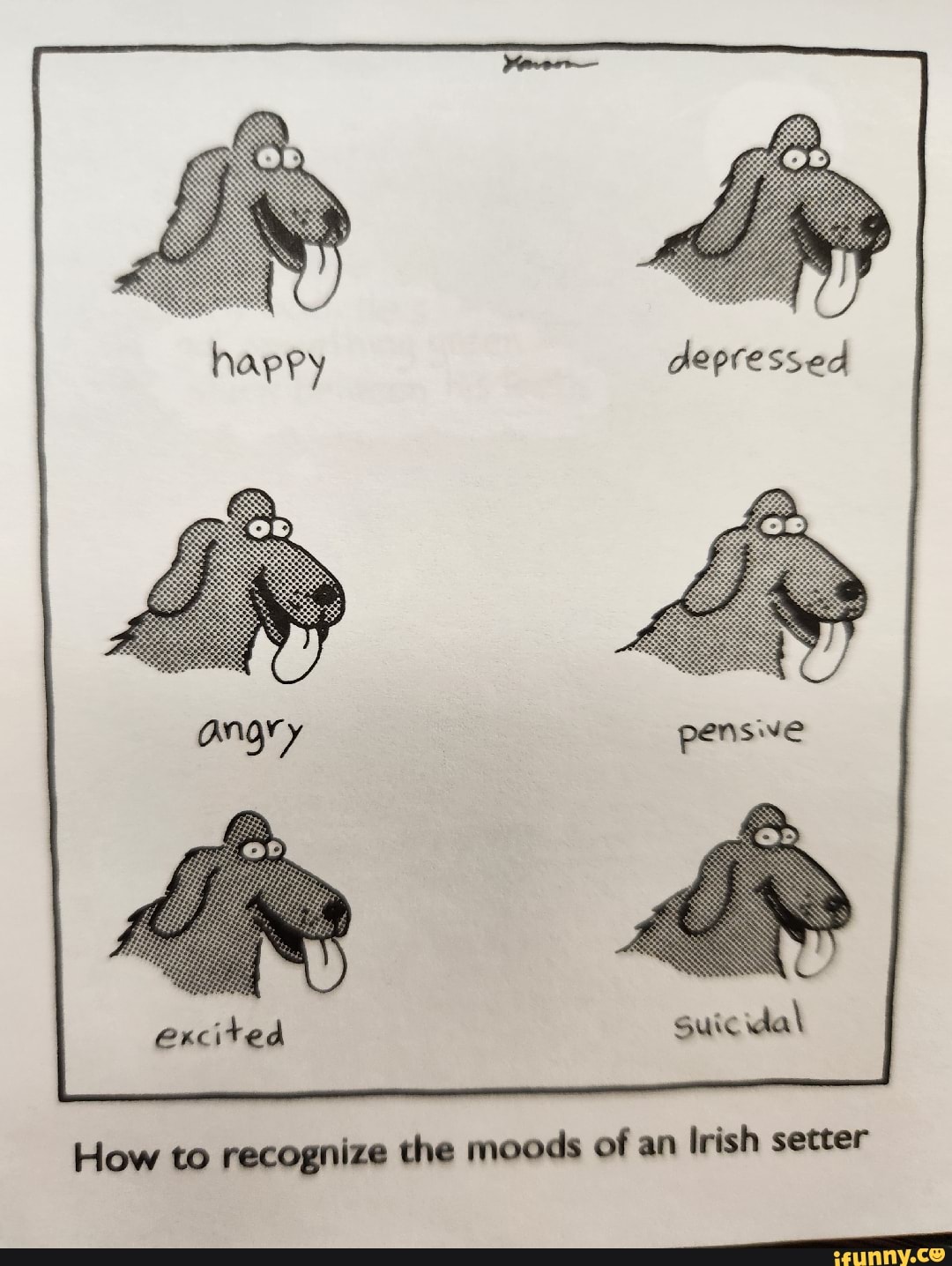 Depressed excited How to recognize the moods of an Irish setter - iFunny