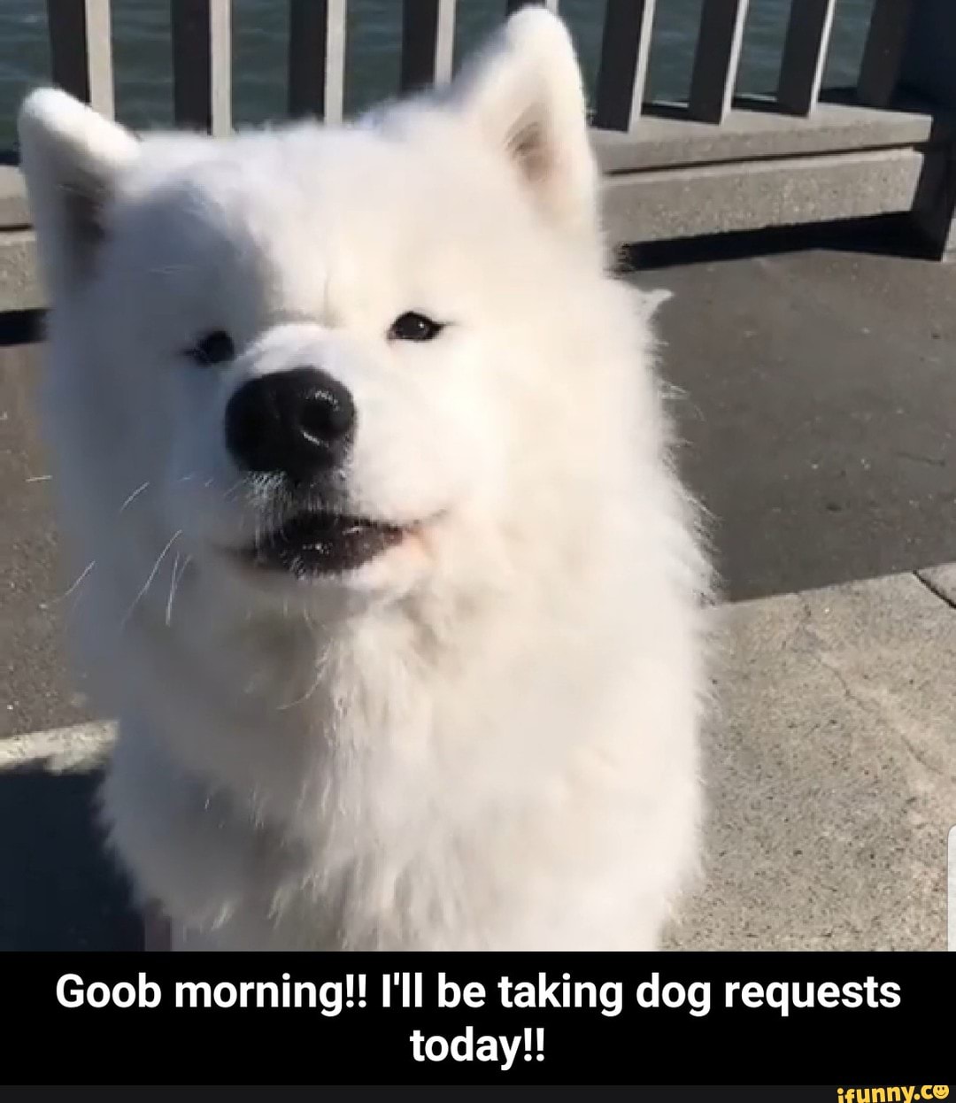 Goob morning!! I'll be taking dog requests today!! - Goob morning!! I ...