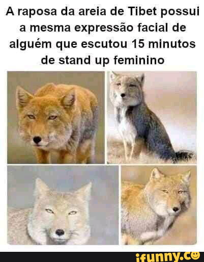 A raposa da areia de Tibet possui a mesma expressão facial de alguém ...