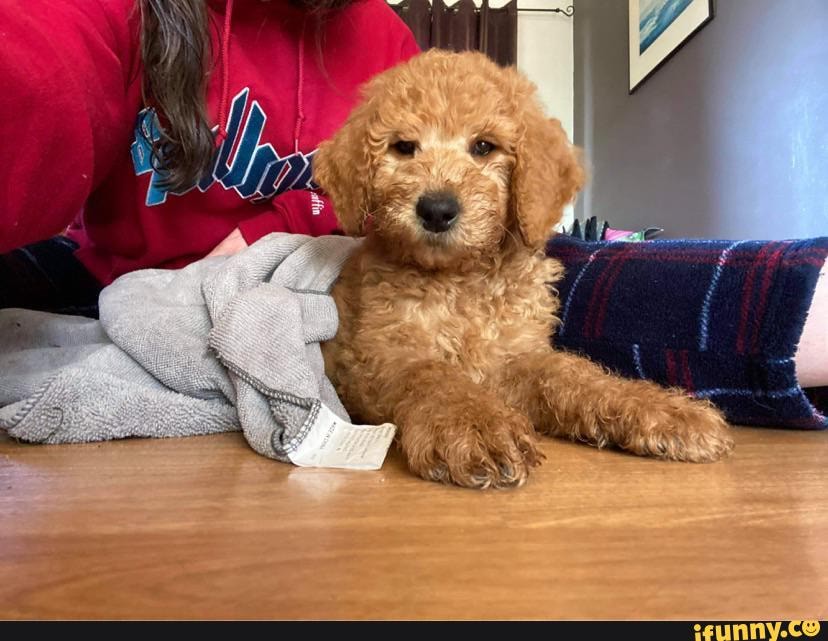 Groodle memes. Best Collection of funny Groodle pictures on iFunny