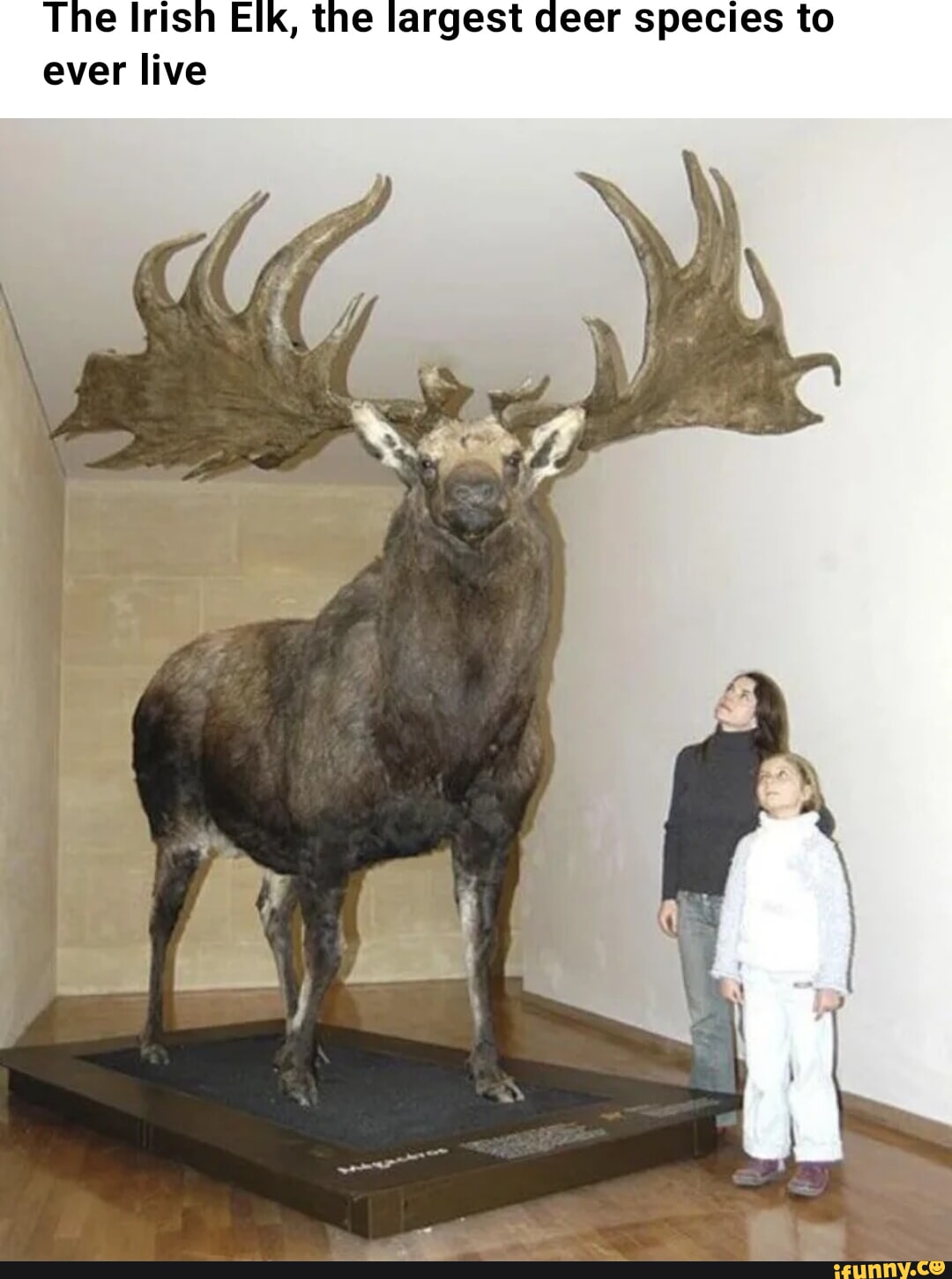 The Irish Elk, the largest deer species to ever live I - iFunny