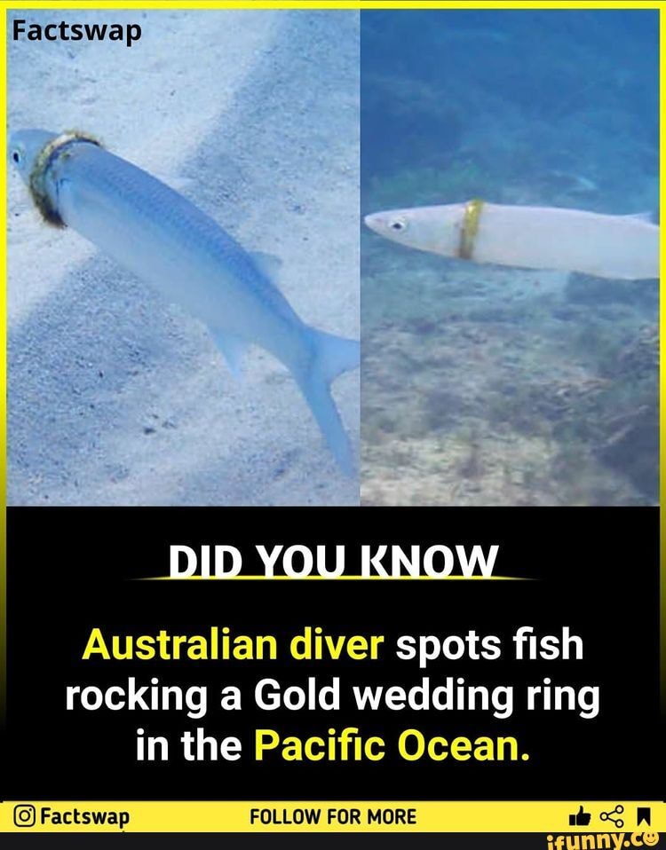 Facts _DID YOU KNOW Australian diver spots fish rocking a Gold wedding ...