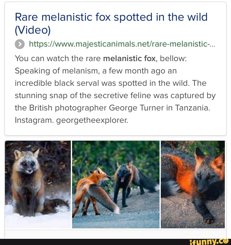 Rare melanistic fox spotted in the wild (Video) You can watch the rare ...