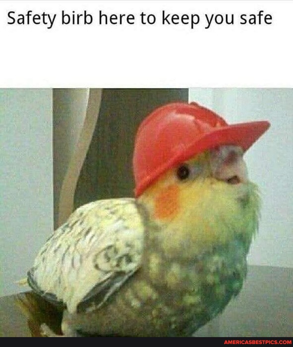 Everyone say thank you safety birb 🫡 - Safety birb here to keep you ...