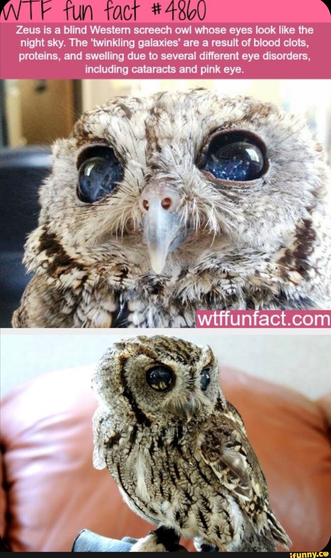 Zeus is a blind Western screech owl whose eyes look like the night sky ...