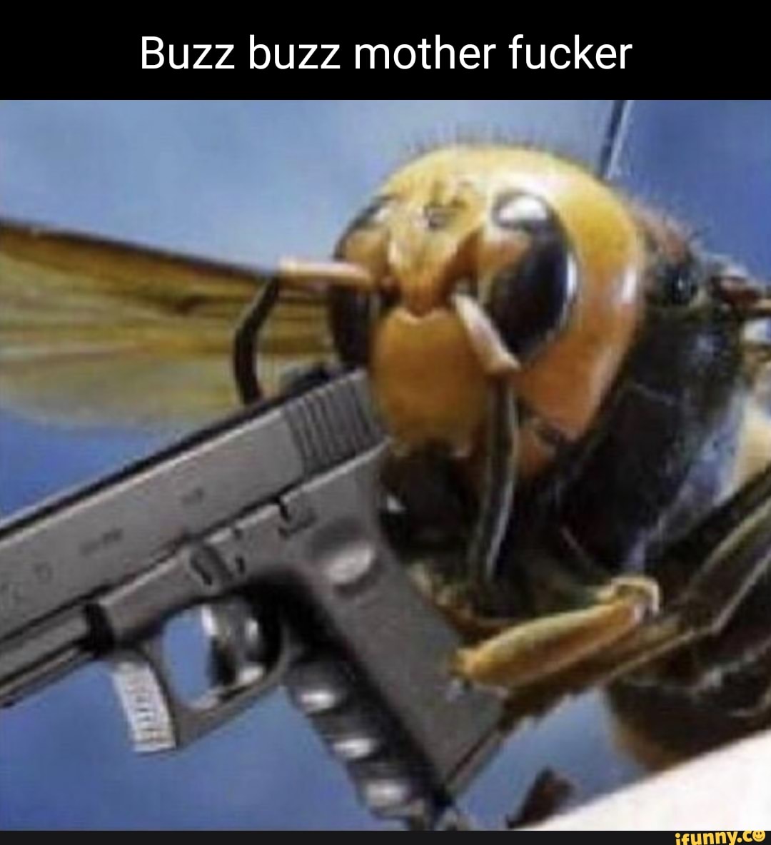 Hornet Memes Best Collection Of Funny Hornet Pictures On Ifunny