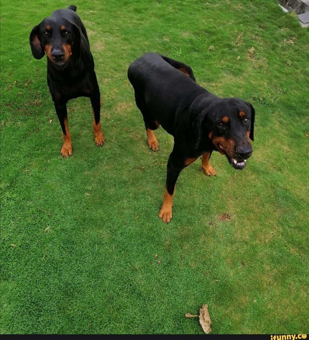 Dobermans memes. Best Collection of funny Dobermans pictures on iFunny