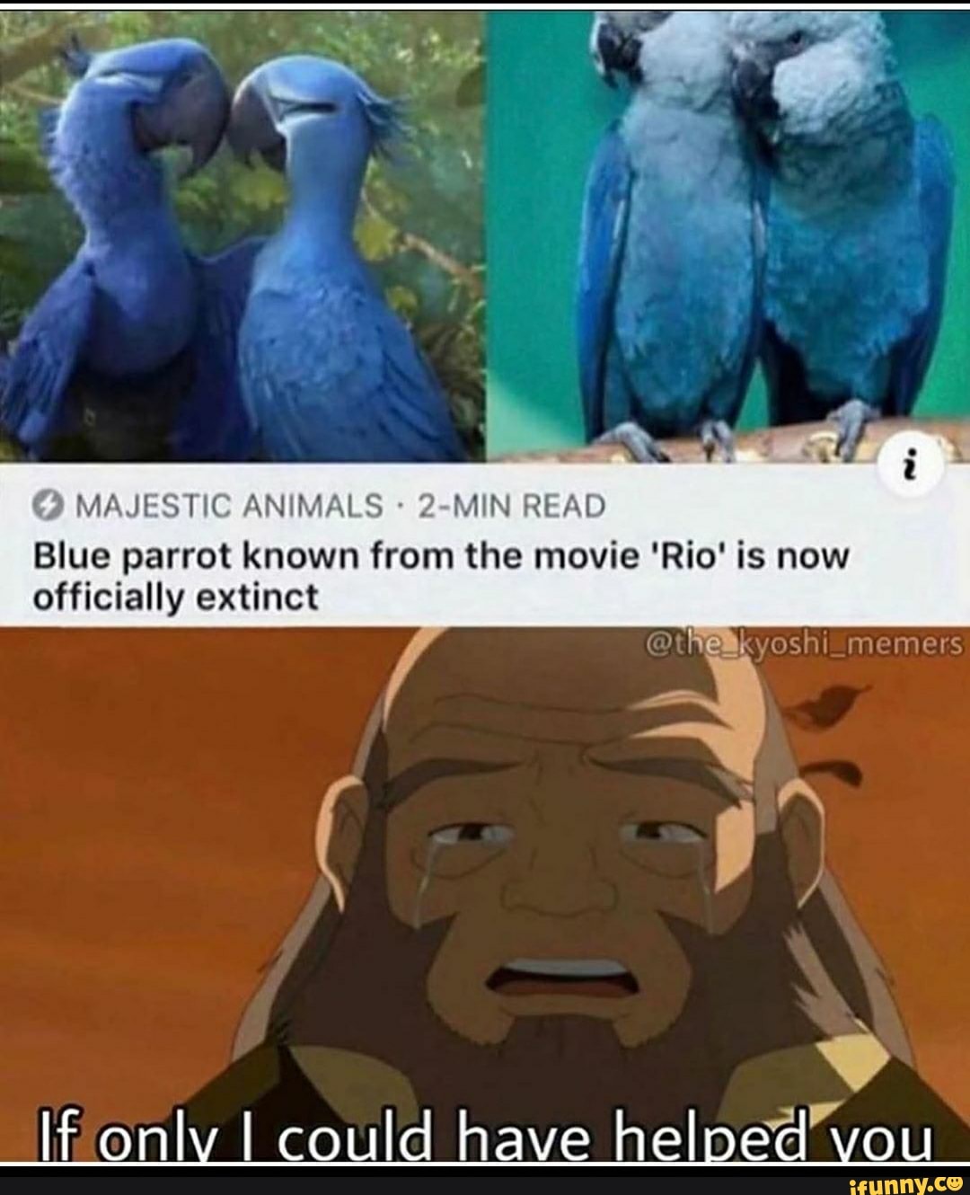 MAJESTIC ANIMALS MIN READ Blue parrot known from the movie 'Rio' is now ...