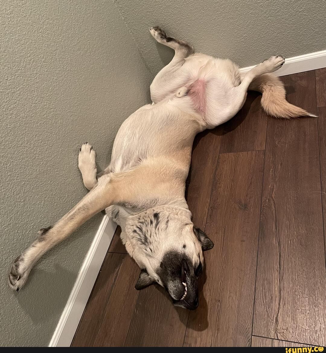 Kangal memes. Best Collection of funny Kangal pictures on iFunny