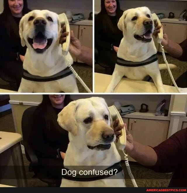 Dog confused? - America’s best pics and videos