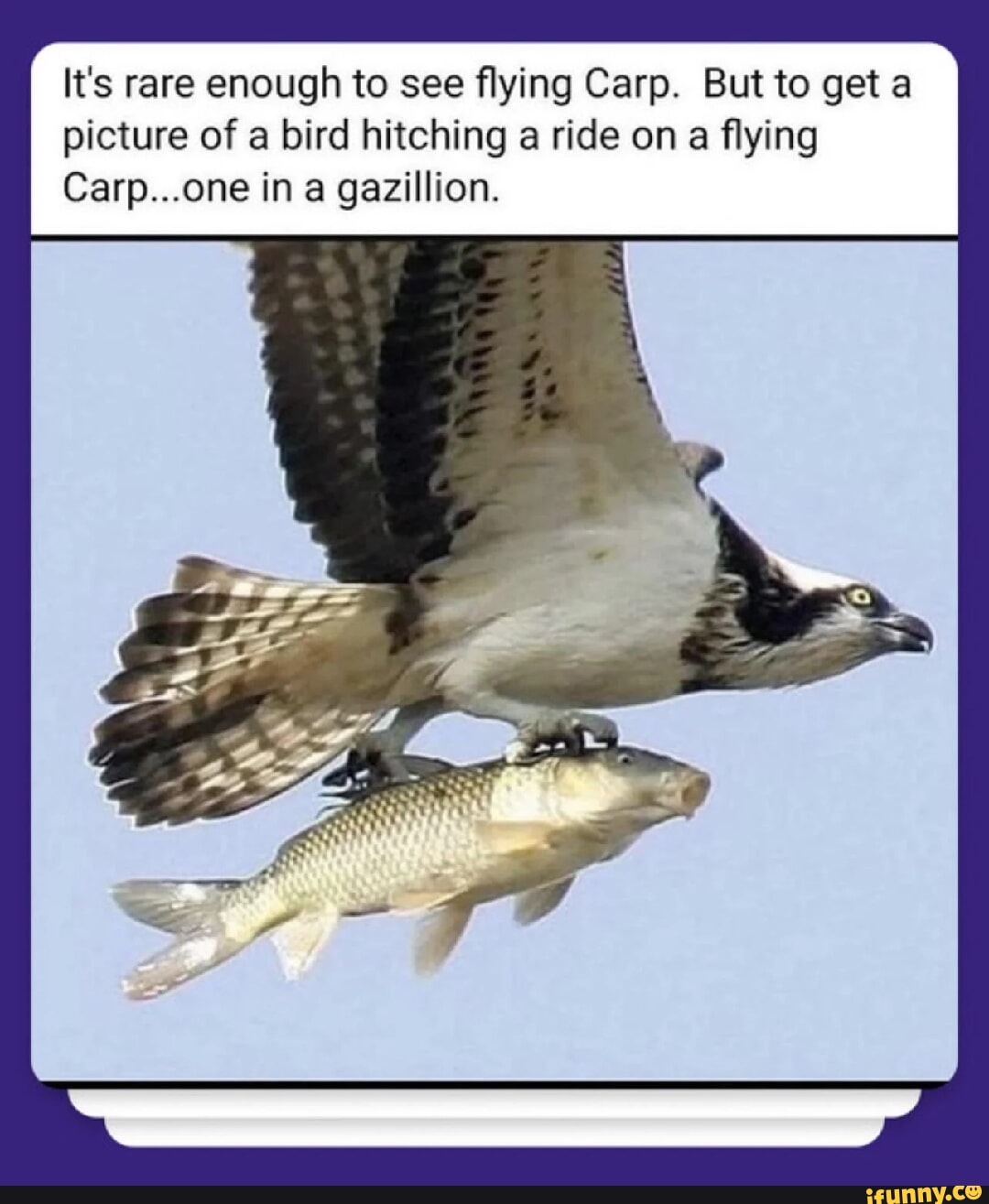 Eagle memes. Best Collection of funny Eagle pictures on iFunny