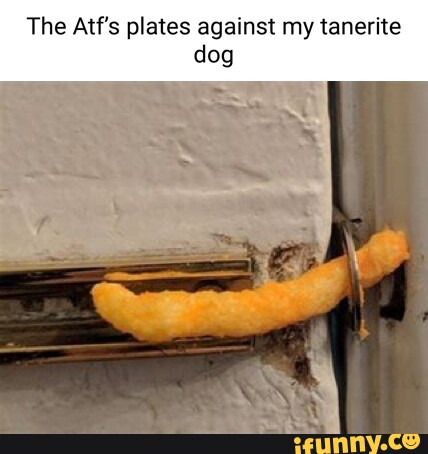 The Atf's plates against my tanerite dog I - iFunny