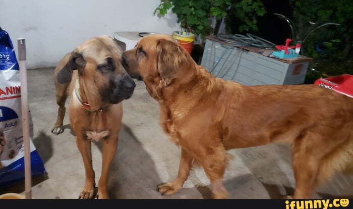 Leonberger memes. Best Collection of funny Leonberger pictures on iFunny