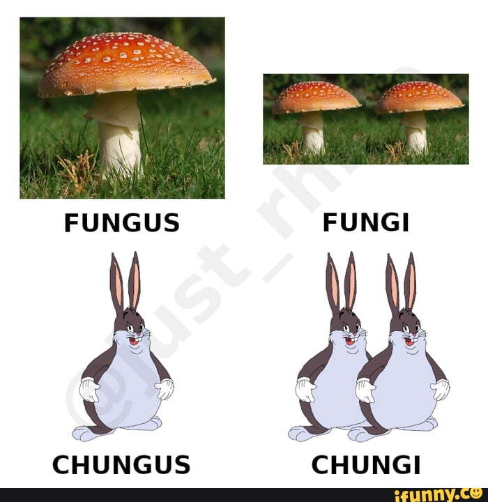 Chungi memes. Best Collection of funny Chungi pictures on iFunny