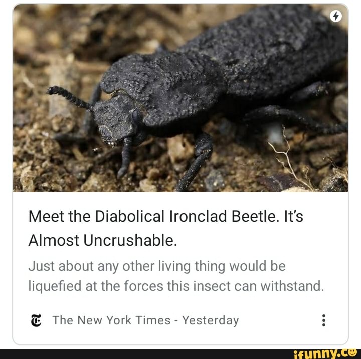 Meet the Diabolical Ironclad Beetle. It's Almost Uncrushable. Just ...