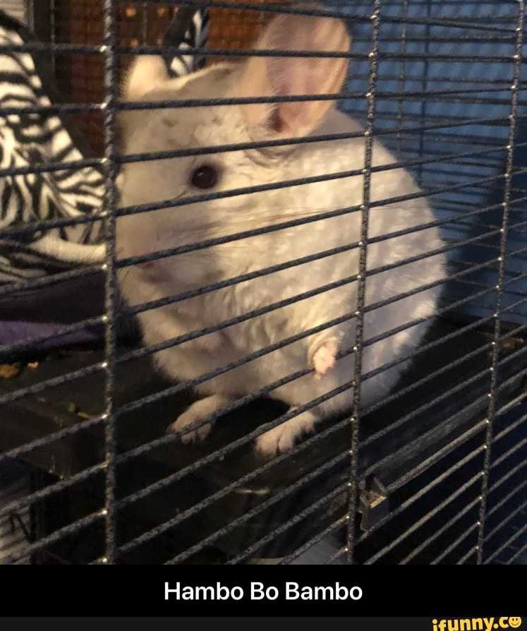 Hambo memes. Best Collection of funny Hambo pictures on iFunny