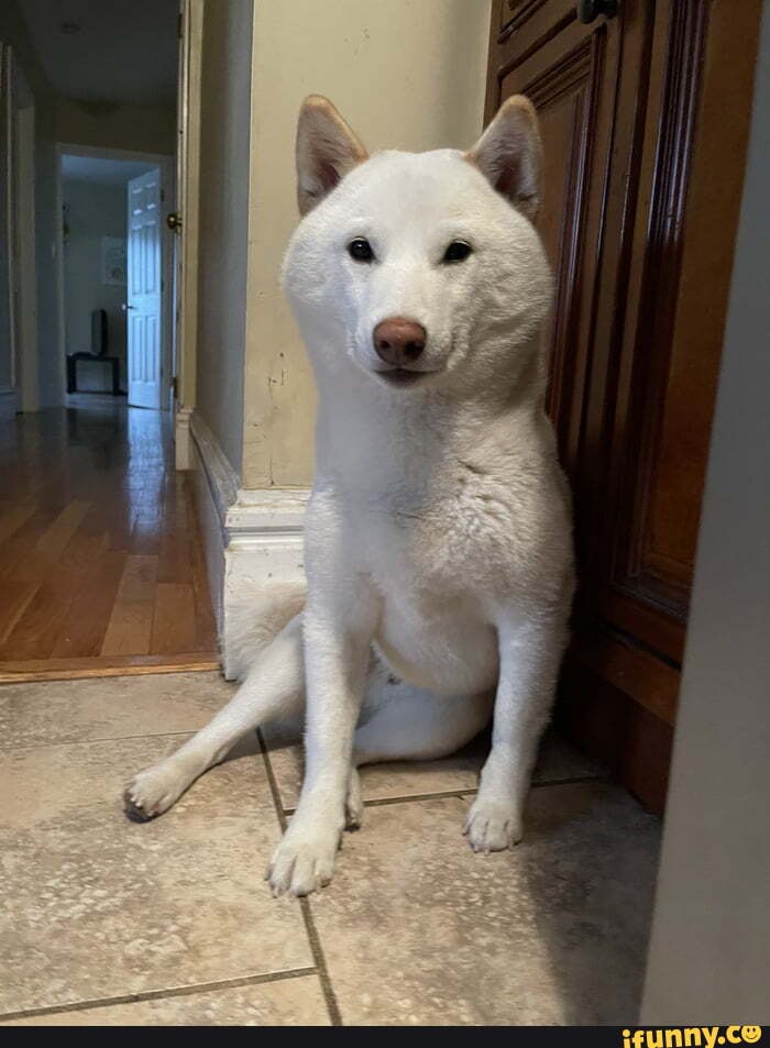 Korean_jindo memes. Best Collection of funny Korean_jindo pictures on ...