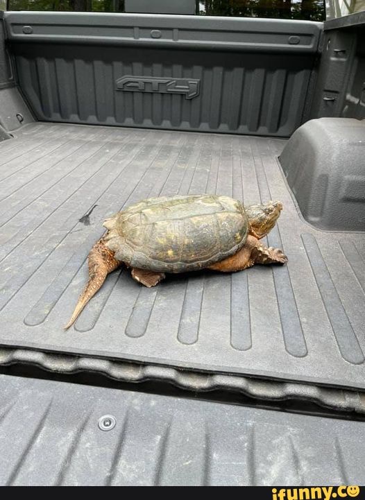 Stumpy memes. Best Collection of funny Stumpy pictures on iFunny