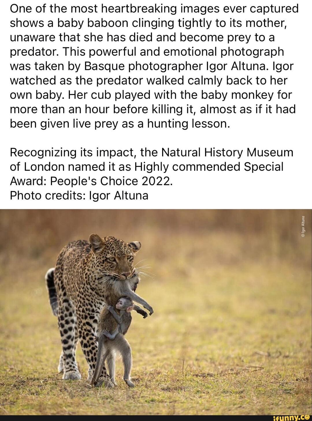 One of the most heartbreaking images ever captured shows a baby baboon ...