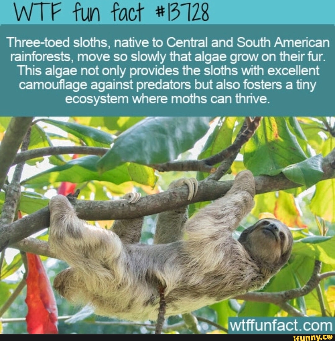 Algae memes. Best Collection of funny Algae pictures on iFunny