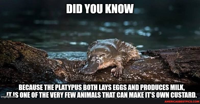 DID YOU KNOW BECAUSE THE PLATYPUS BOTH LAYS EGGS AND PRODUCES MILK ...