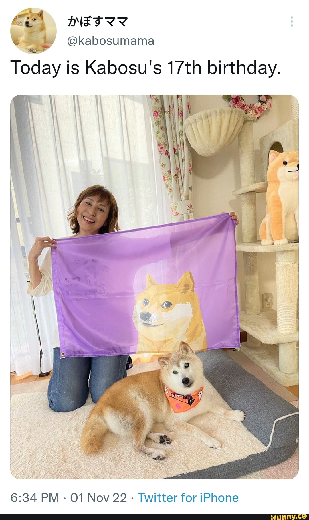 SA maesyy @kabosumama Today is Kabosu's 17th birthday. I PM - 01 Nov 22 - Twitter for iPhone ...