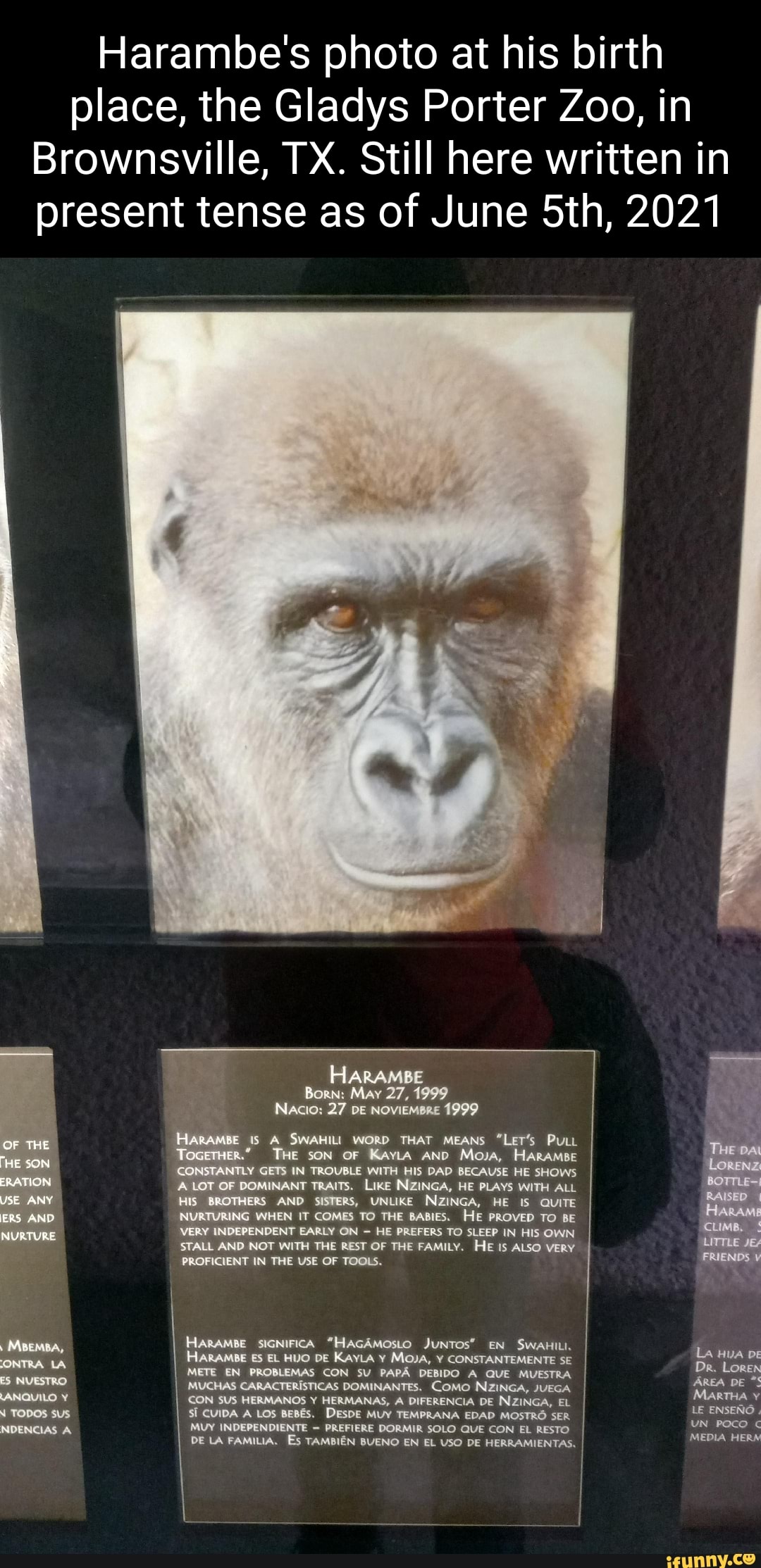 Harambe's photo at his birth place, the Gladys Porter Zoo, in ...