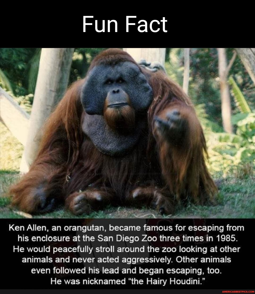 Fun Fact Ken Allen, an orangutan, became famous for escaping from his ...